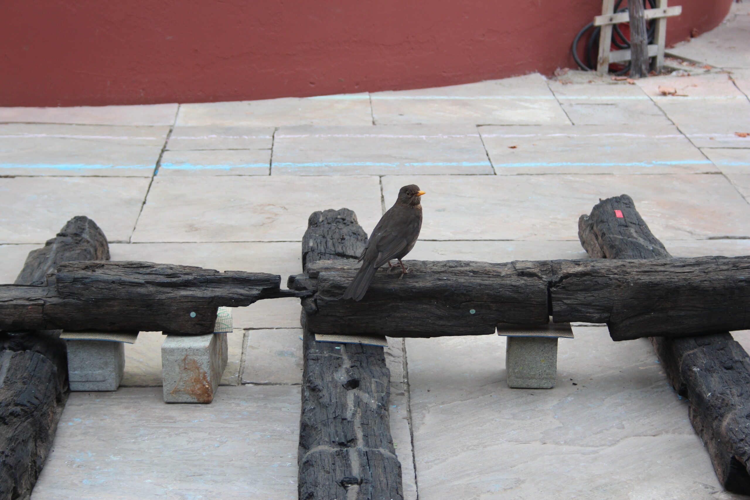 Sneak preview Romeins Restauratiewerf Archeon – Hazenberg Archeologie